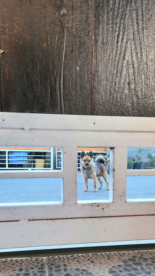 Brown dog behind the gate stock photo. Image of chihuahua - 227043164