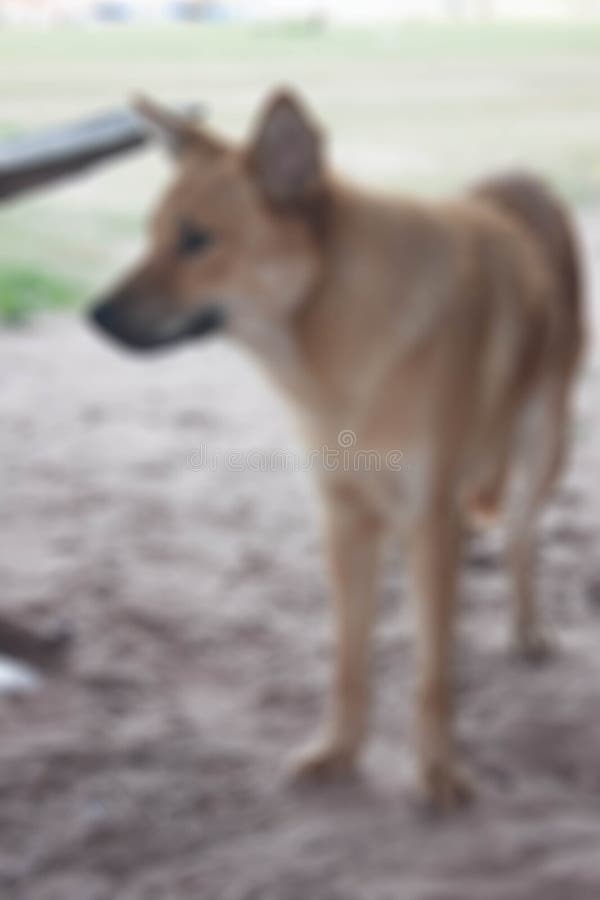 Brown Dog blur stock image. Image of friendship, leisure - 49500649
