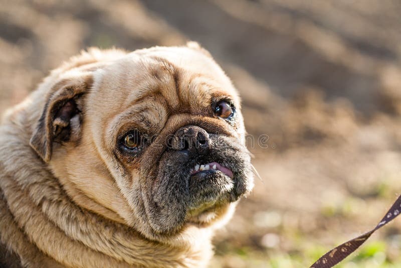 Brown Dog of the Breed Mobs Stock Image - Image of curiosity, classy ...