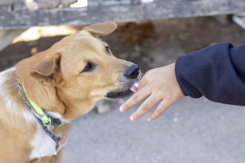 Brown Dog Eating Sweets in the Owner`s Hand. Stock Photo - Image of ...