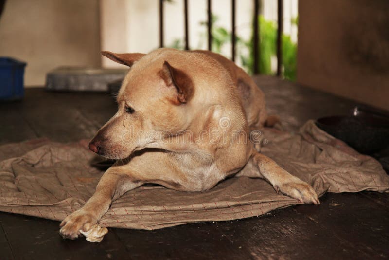 The Brown Dog Flop on Old Blanket Stock Photo - Image of animal, relax ...