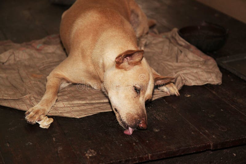 The Brown Dog Flop on Old Blanket Stock Image - Image of friend ...
