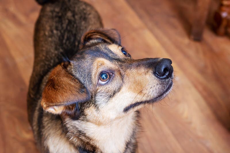 Brown Dog with Floppy Ears Close-up Portrait Stock Photo - Image of ...