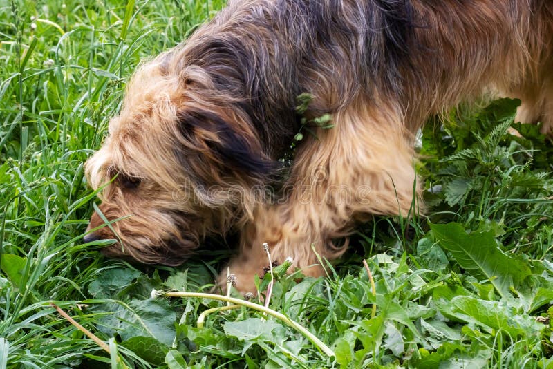 Brown Dog in the Garden in Green Grass Stock Photo - Image of ...