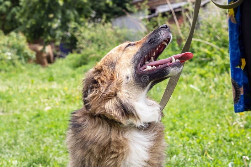 Brown Dog in the Garden in Green Grass Stock Image - Image of happy ...