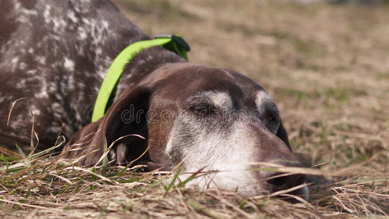 Brown Dog German Shorthaired Pointer is Lying and Sleeping in Spring ...