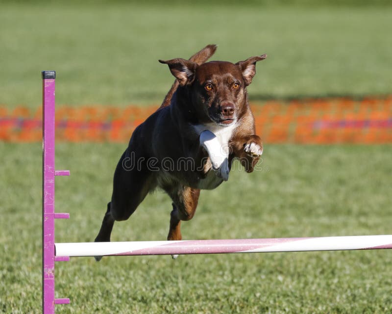861 Agility Dog Over Jump Stock Photos - Free & Royalty-Free Stock ...