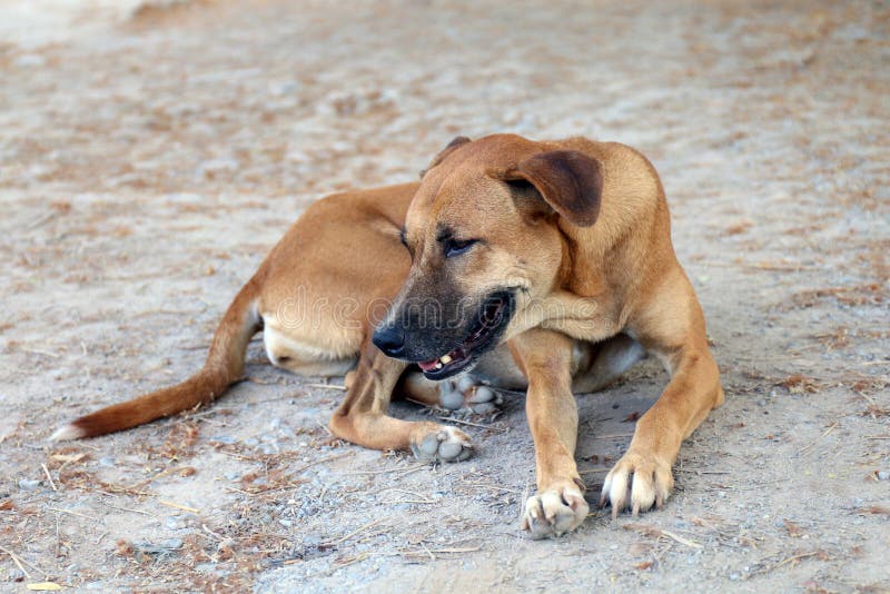Brown Dog Good Mood and Smiling Dog Stock Photo - Image of happy ...