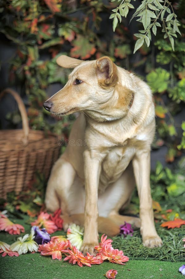 Brown dog among greenery stock photo. Image of friend - 170946164