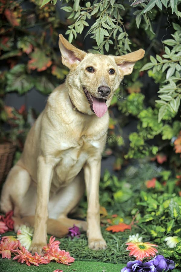 Brown dog among greenery stock photo. Image of cute - 170946238