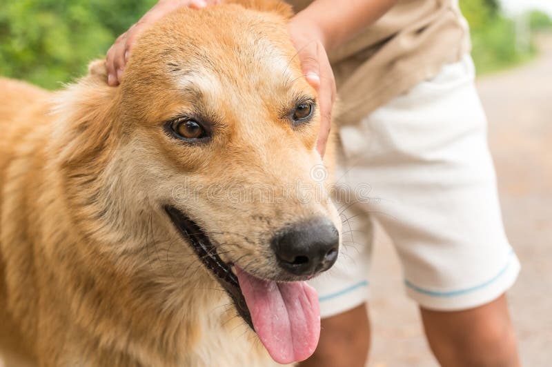 Brown Dog and Hand of Children Stock Photo - Image of love, happiness ...