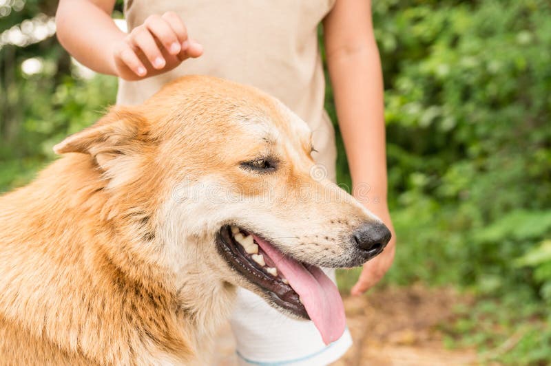 Brown Dog and Hand of Children Stock Image - Image of hand, friendship ...