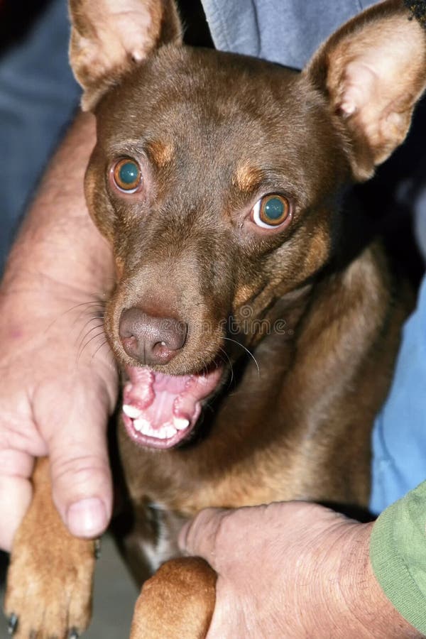 Brown dog held by owner stock photo. Image of brown, hand - 47910000