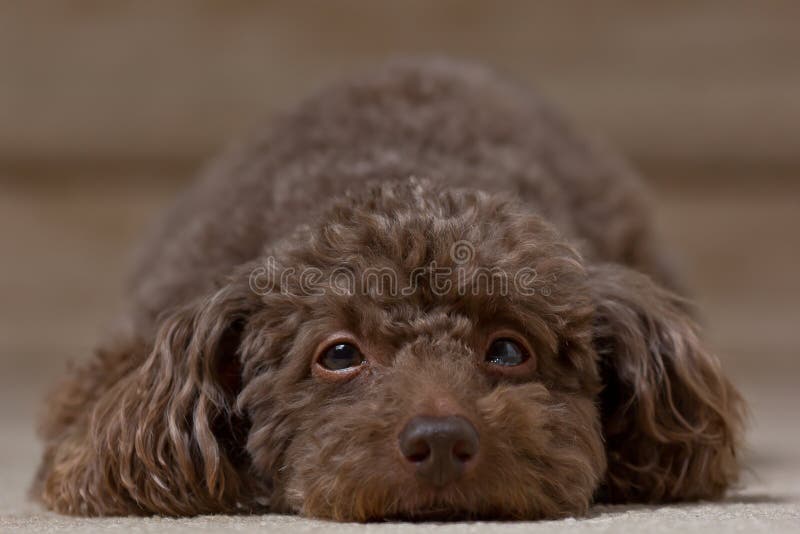 Brown dog laying down 3 stock image. Image of cute, sleep - 44441709