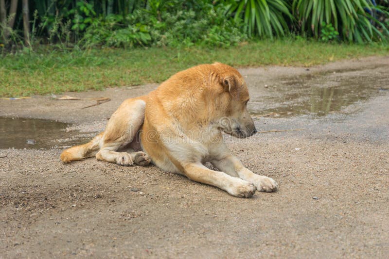 Brown Dog Laying Down on the Ground Stock Image - Image of looking ...