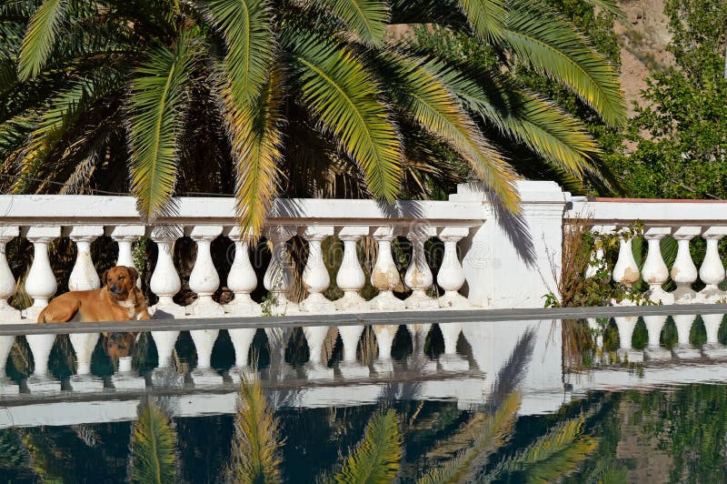 Brown Dog Laying Down beside Pool Stock Image - Image of green, alone ...