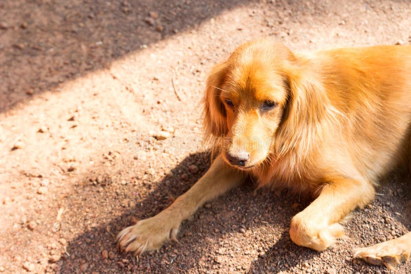 Brown Dog is Laying on the Ground Stock Photo - Image of domestic ...