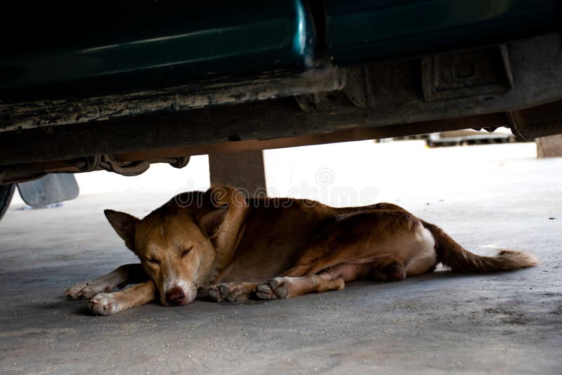 Brown Dog Lying Under the Car Stock Image - Image of happy, lazy: 149813293