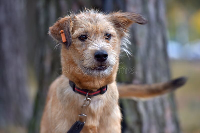 Brown Dog Mestizo Terrier at Animal Shelter Stock Photo - Image of ...