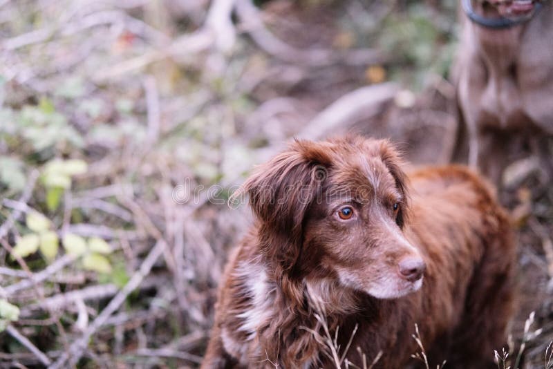 Brown Dog of the Munsterlander Breed Looking To His Left Stock Image ...