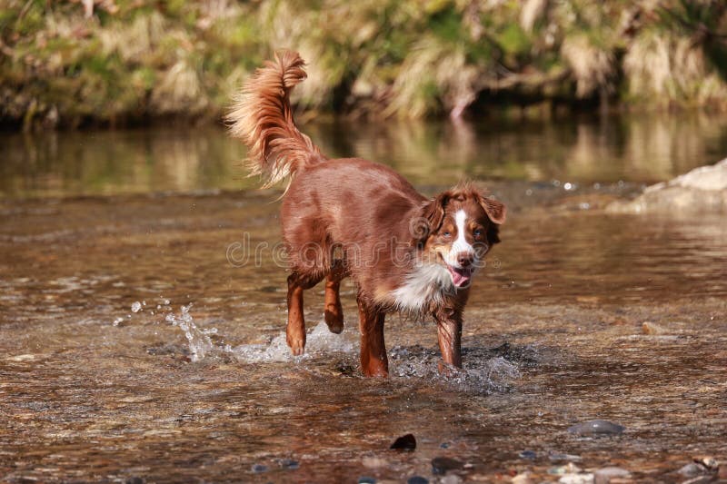 A Brown Dog is Playing in a River Stock Photo - Image of nature, ball ...