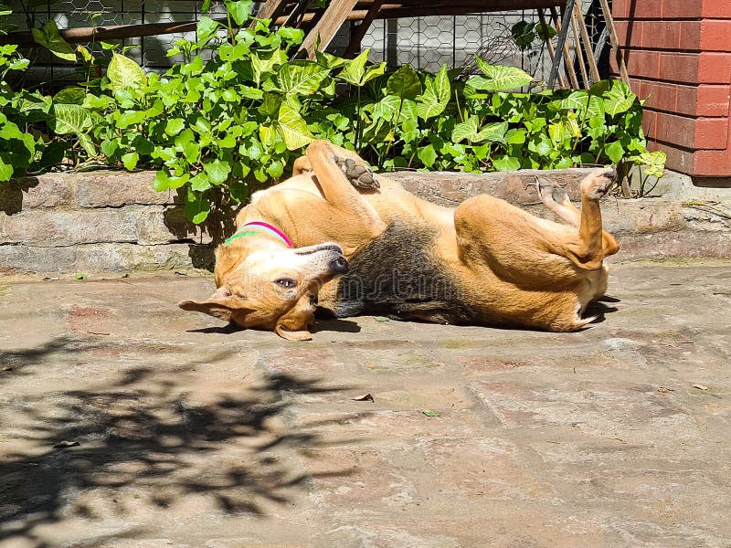 Brown Dog Rolling on the Ground Stock Photo - Image of rolling, tour ...