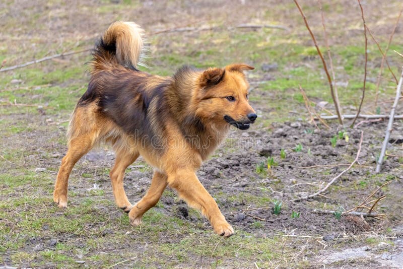 Brown Dog Running in the Garden on the Grass_ Stock Image - Image of ...
