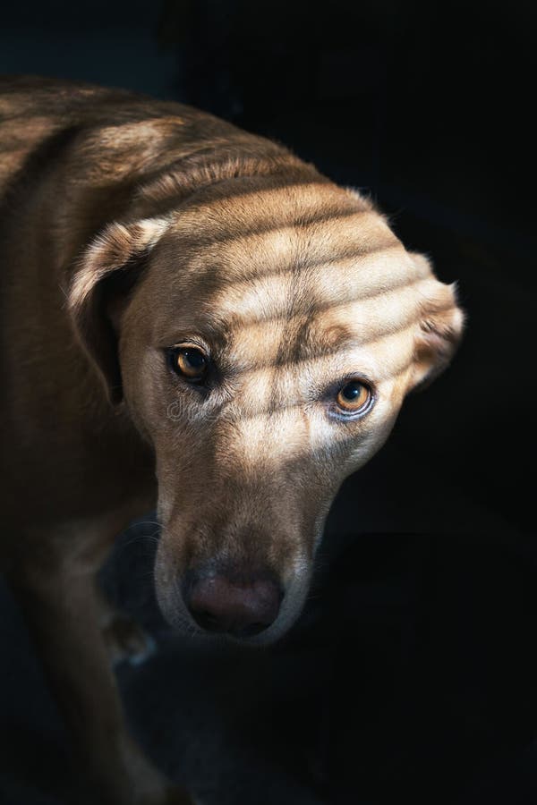 Brown dog with a sad face stock image. Image of domestic - 256019061