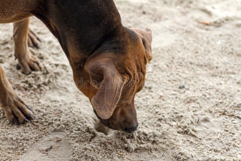 Brown Dog on Sand at the Beach Stock Image - Image of digging, animal ...