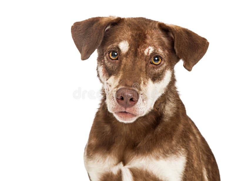 Brown Dog with Serious Expression Closeup Stock Photo - Image of white ...
