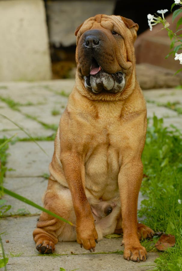 Sharpei puppy and adults stock image. Image of puppy - 23836003
