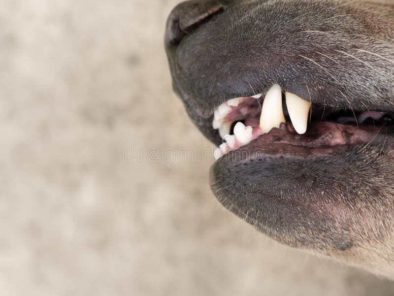 Brown Dog Showing Fangs stock image. Image of close - 133092689