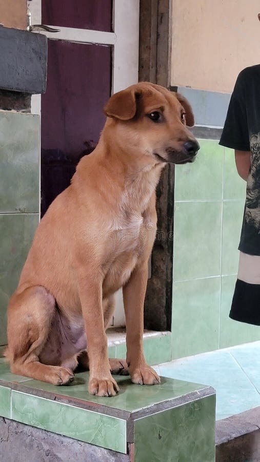 Brown Dog Sit so Cute Called Piko Stock Image - Image of brown, called ...