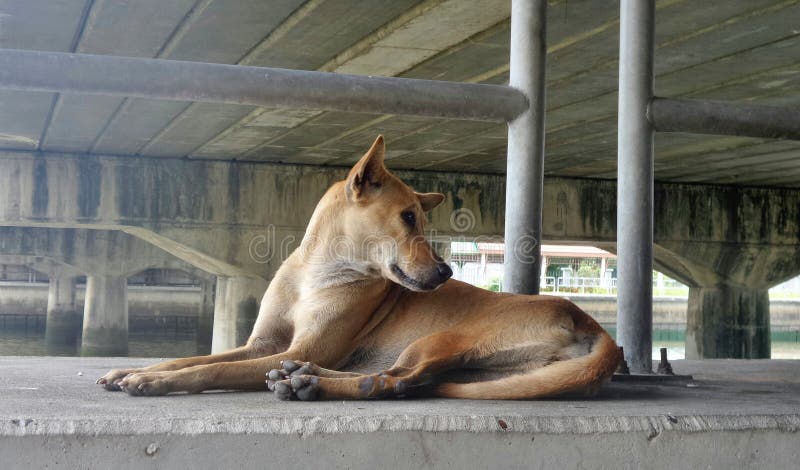 Stray Brown Dog Sit Under the Bridge Stock Image - Image of street ...