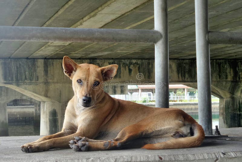 Brown Dog Sit Under Bridge Stock Photos - Free & Royalty-Free Stock ...