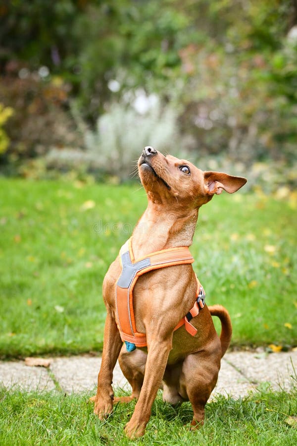 Brown Dog is Sitting in Autumn Nature. Stock Photo - Image of domestic ...