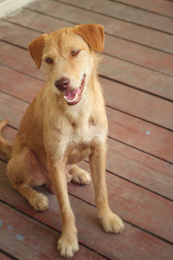 Brown Dog Sitting on the Floor are Staring. Stock Image - Image of ...
