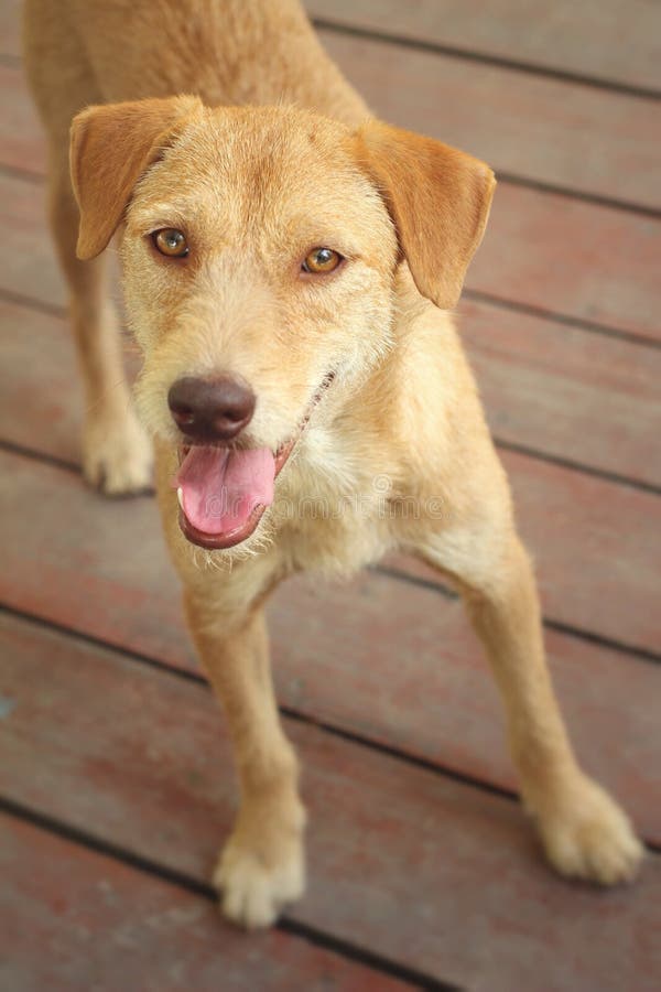 Brown Dog Sitting on the Floor are Staring. Stock Image - Image of ...