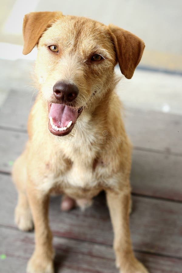 Brown Dog Sitting on the Floor are Staring. Stock Photo - Image of ...