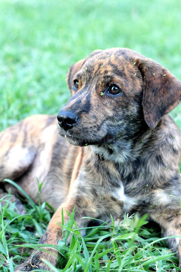 Brown Dog Sitting On The Floor Are Staring. Stock Photo - Image of ...