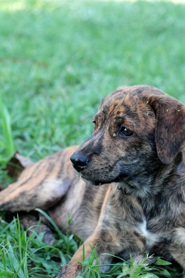 Brown Dog Sitting on the Floor are Staring. Stock Photo - Image of ...