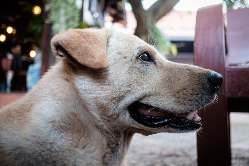 Brown Dog sitting outdoor stock image. Image of brown - 68471853