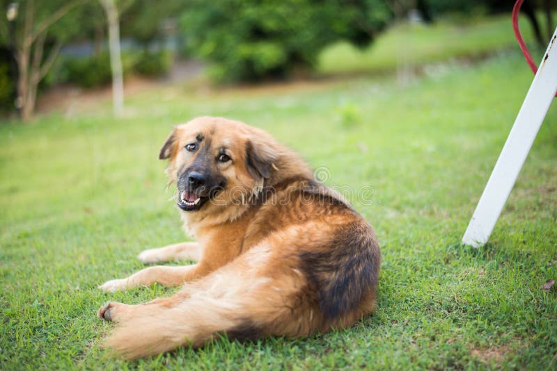 Brown dog sitting stock image. Image of blue, asian, dogs - 63139843