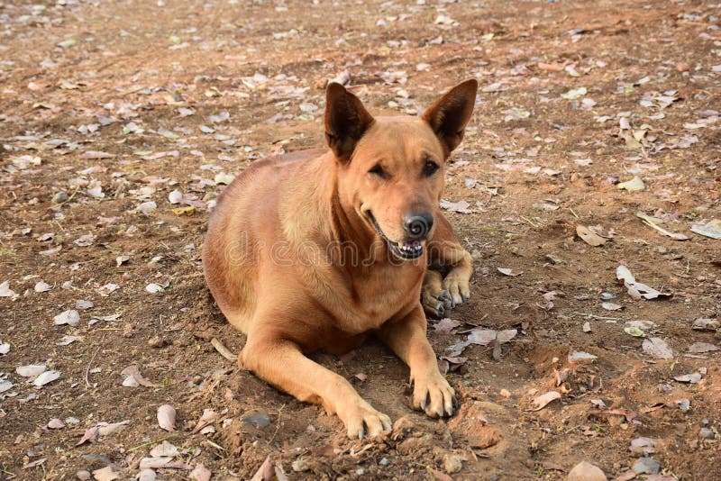 Brown Dog Sitting on the Playground. Stock Photo - Image of nature ...