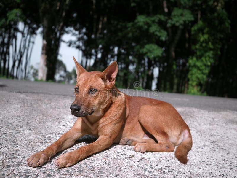 Brown dog sitting on road stock image. Image of animal - 62621697