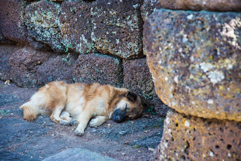 Brown Dog Sleep on Rock Stone Floor Stock Photo - Image of rock ...