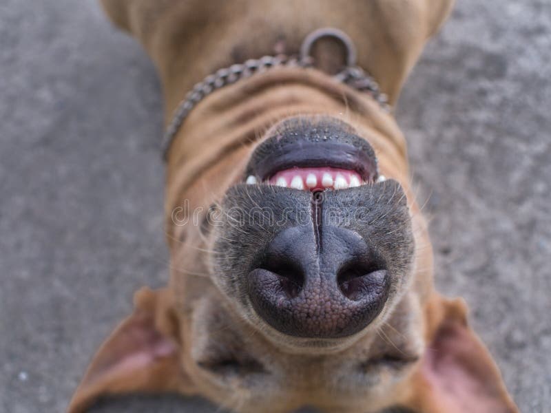 Brown Dog Sleep and Smile stock image. Image of brown - 87731317