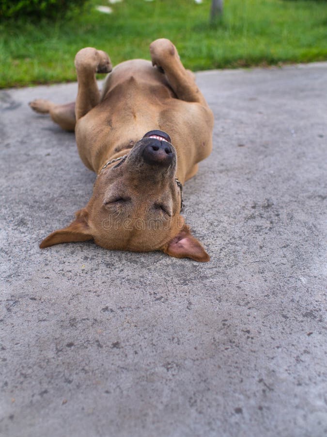 Brown Dog Sleep and Smile stock image. Image of face - 87731403