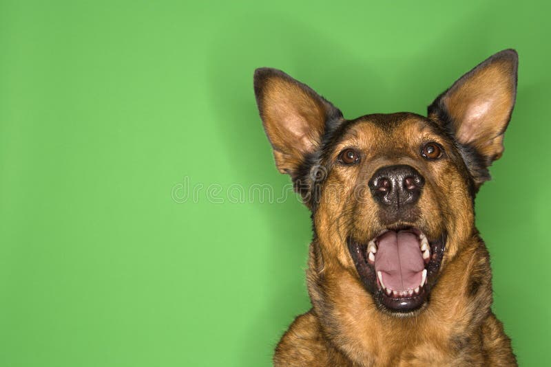 Brown dog smiling. stock image. Image of mixed, panting - 2045429