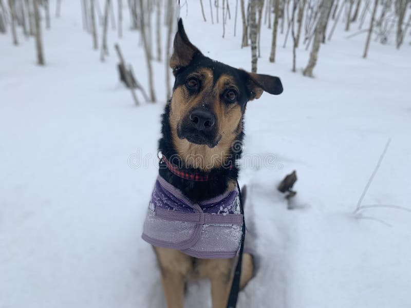 Brown dog in snow stock photo. Image of brown, snow - 243811586